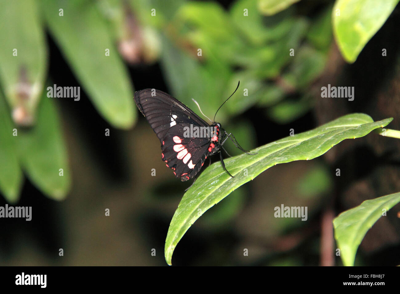 Parides eurimedes arcas Banque de photographies et d’images à haute ...