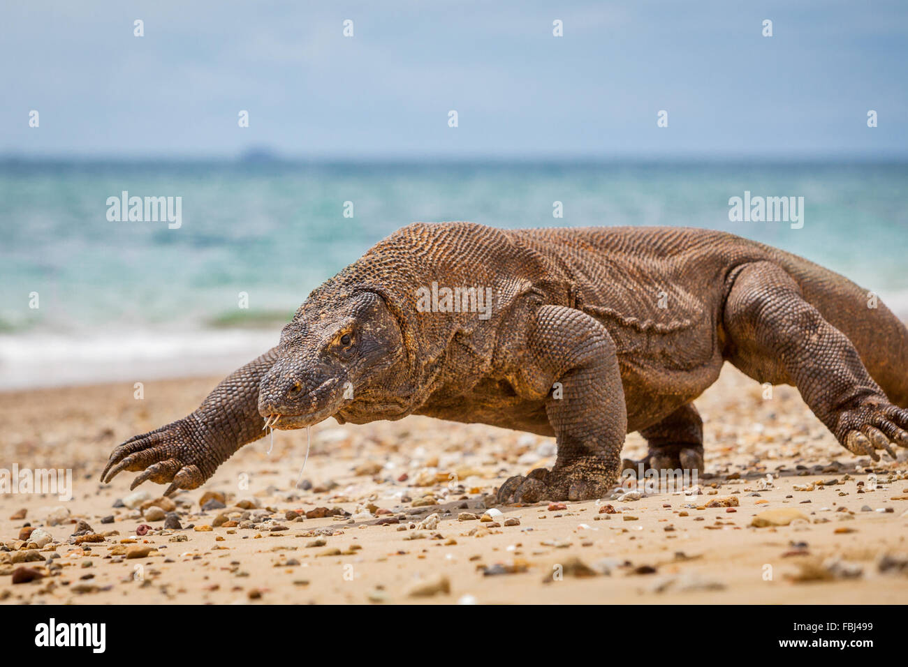Un dragon de komodo (Varanus komodoensis) marchant sur la plage de l ...
