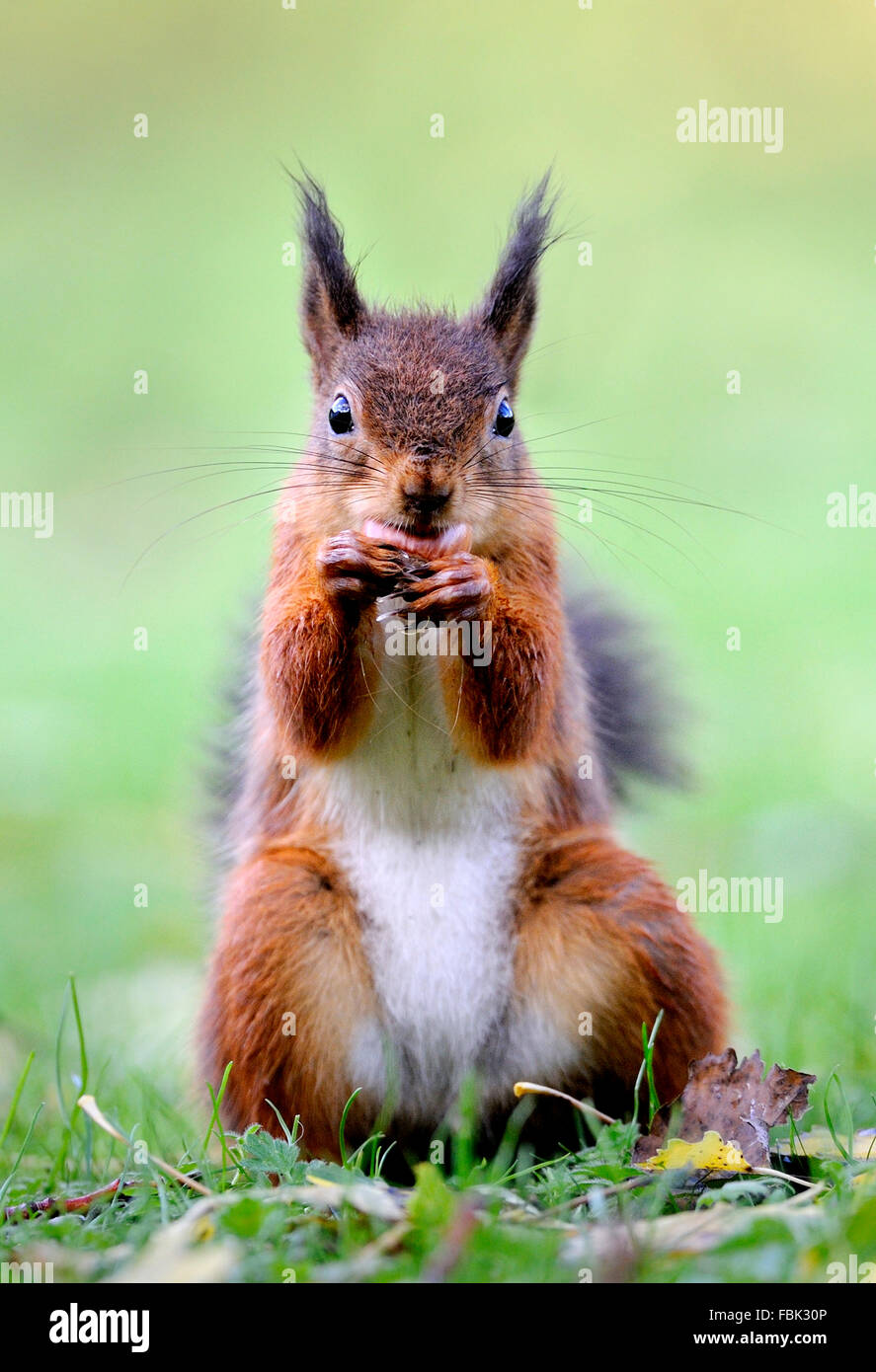 écureuil roux Banque de photographies et d’images à haute résolution ...