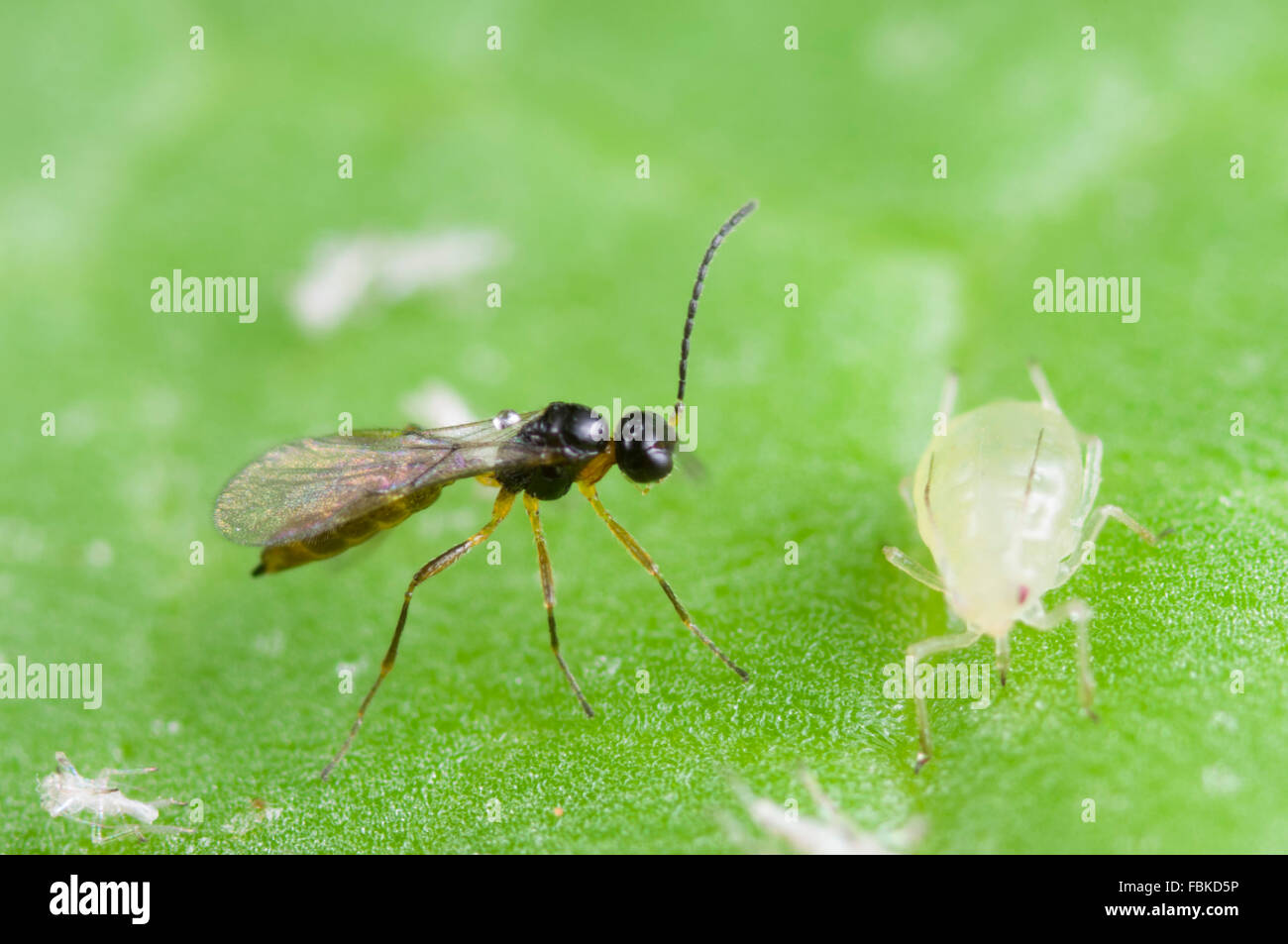 Parasite du puceron, Aphidius colemani, à propos d'un puceron sting ...
