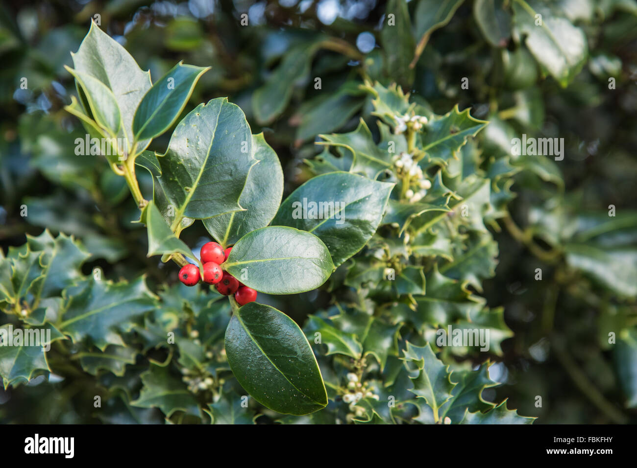 Une grappe de fruits rouges parmi les feuilles épineuses de l'holly ...