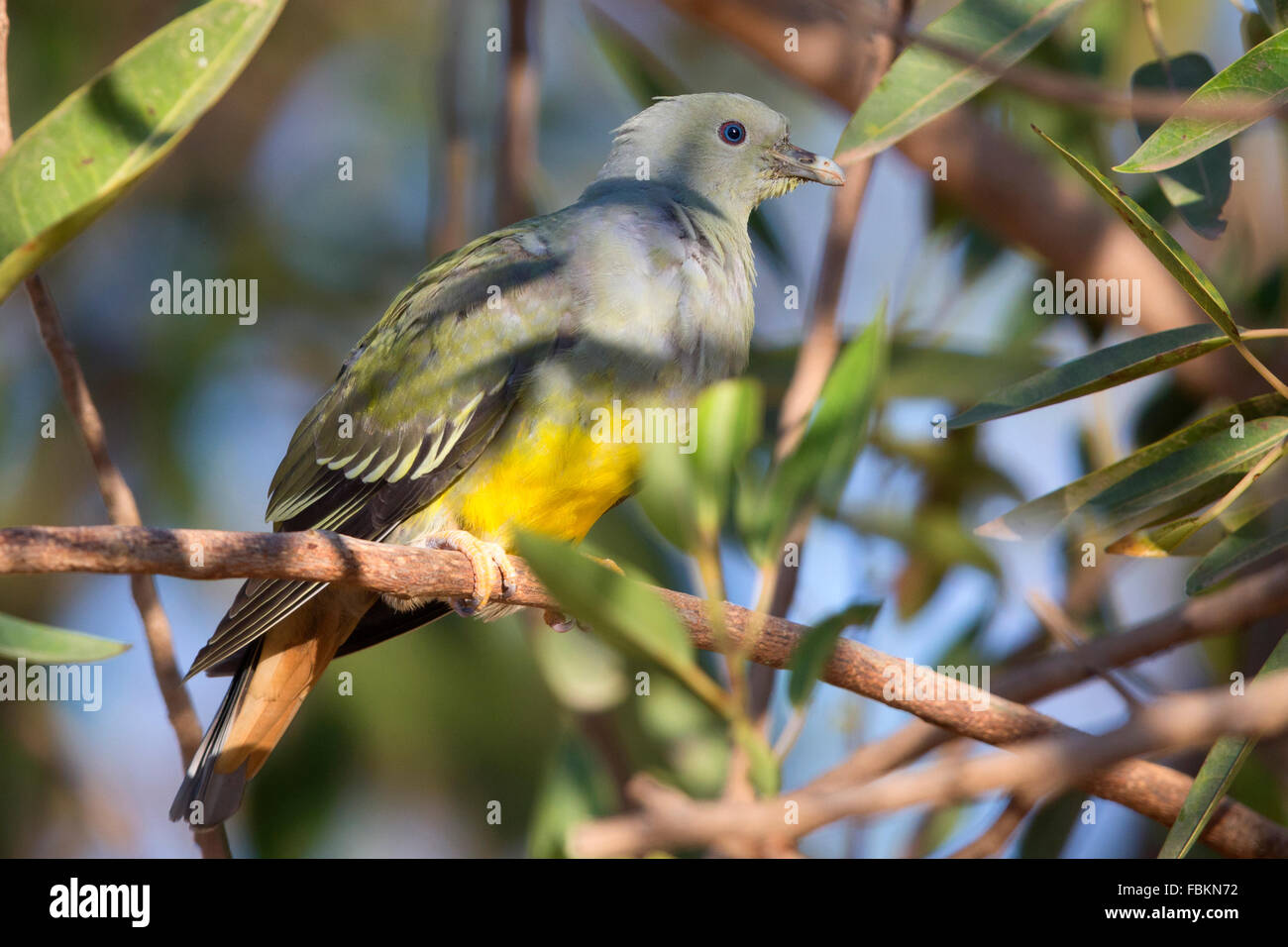 Pigeon Vert Banque d'image et photos - Alamy