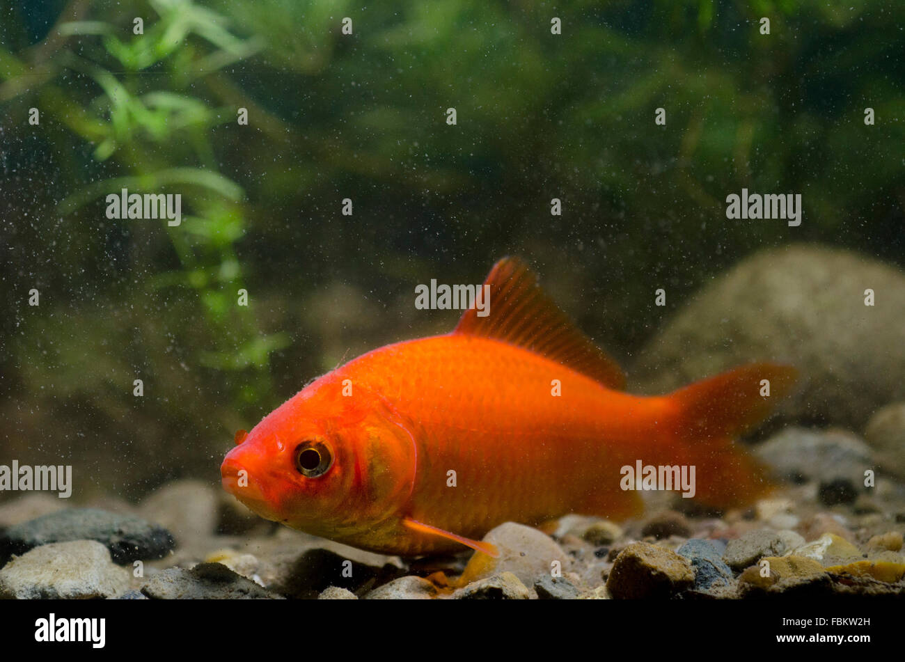 Goldfish carassius auratus auratus Banque d'image et photos - Alamy