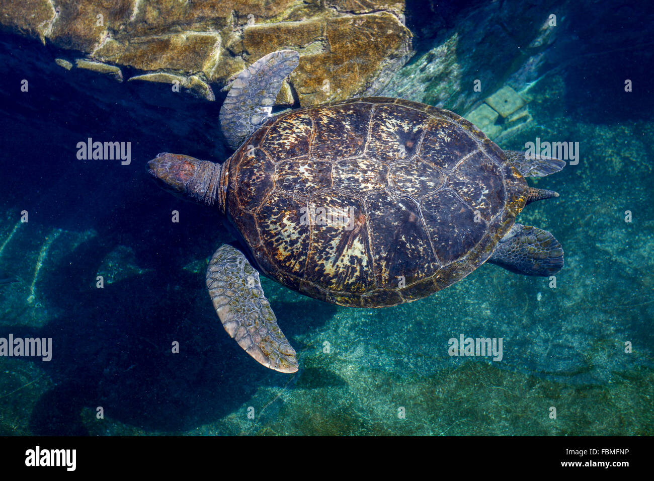 Tortue verte (Chelonia mydas) la natation. Les tortues vertes sont ...