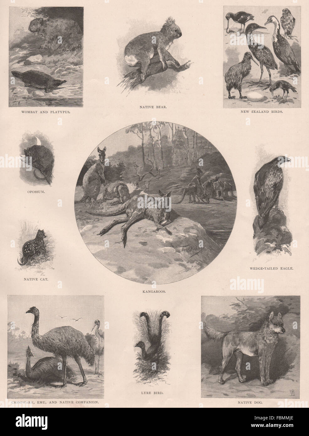 La faune australienne Wombat Platypus Koala Opossum Dingo 1888 UEM ...