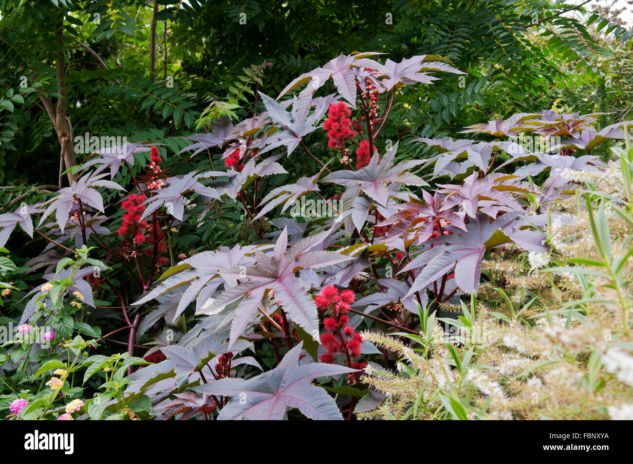 Rizinusbaum oder rizinus ricinus communis Banque de photographies et d ...