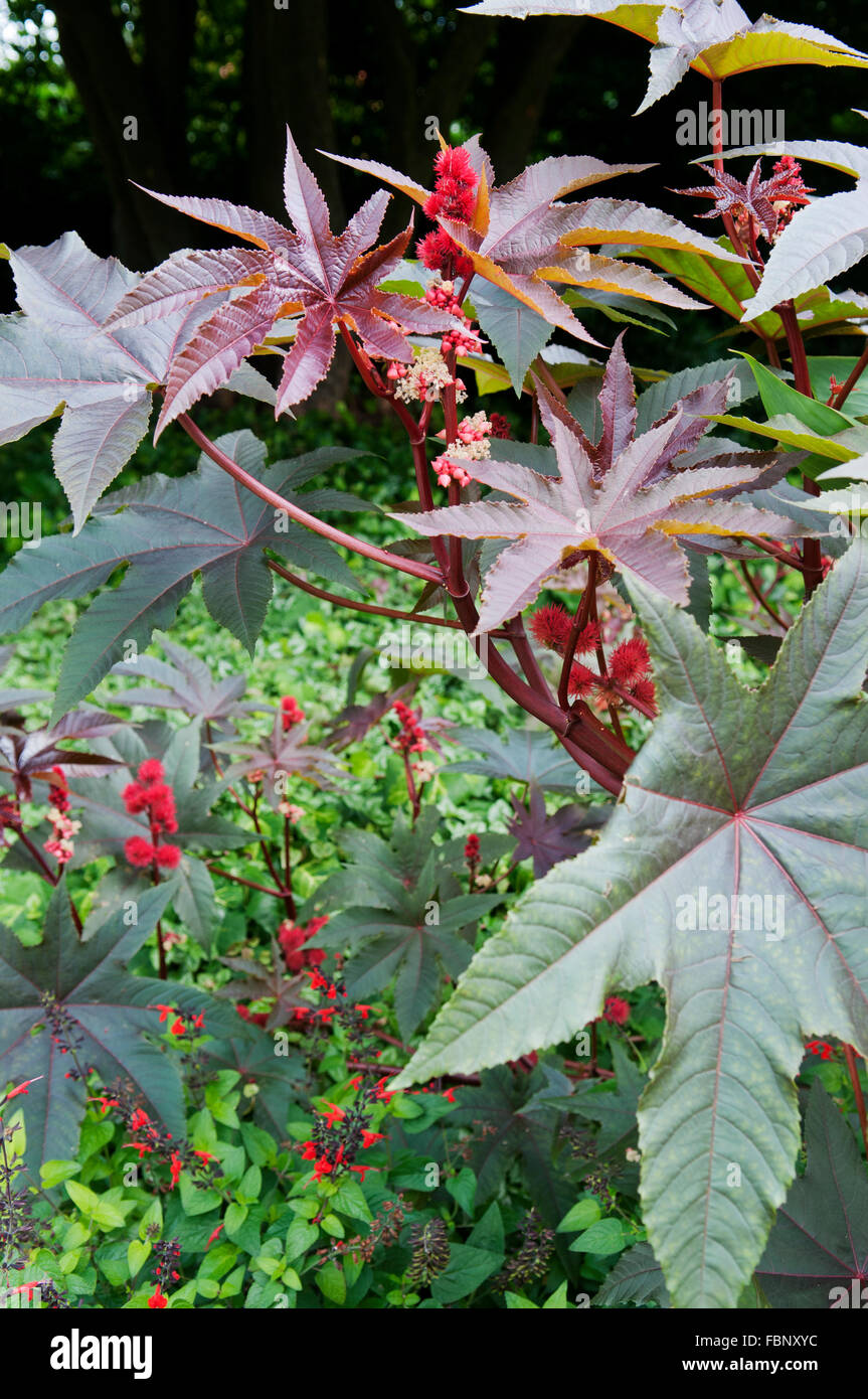 Rizinusbaum oder rizinus ricinus communis Banque de photographies et d ...