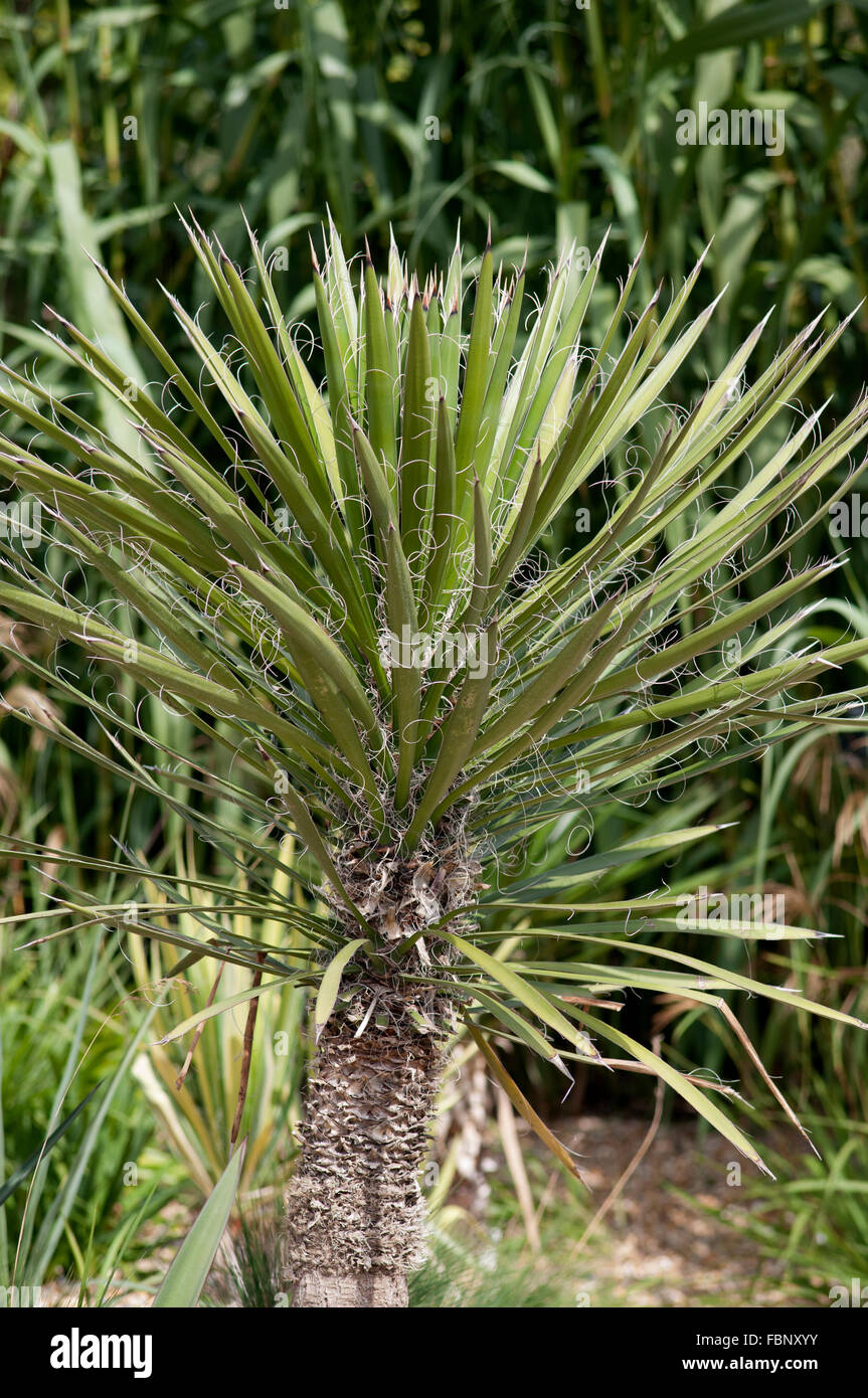 Yucca filifera Banque de photographies et d’images à haute résolution ...