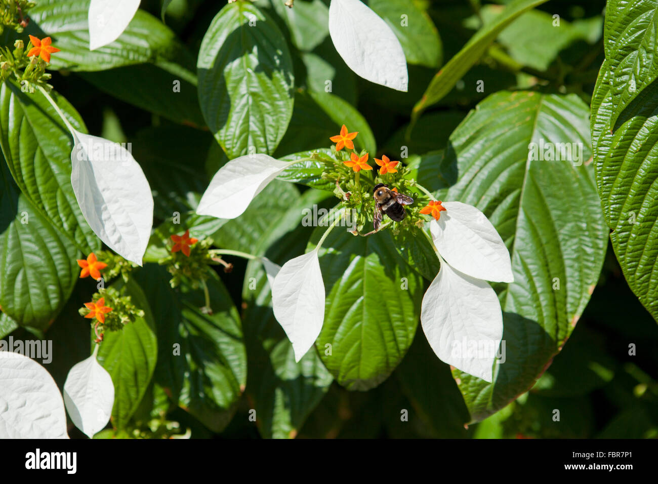 Plante sauvage de mussaenda Banque de photographies et d’images à haute ...