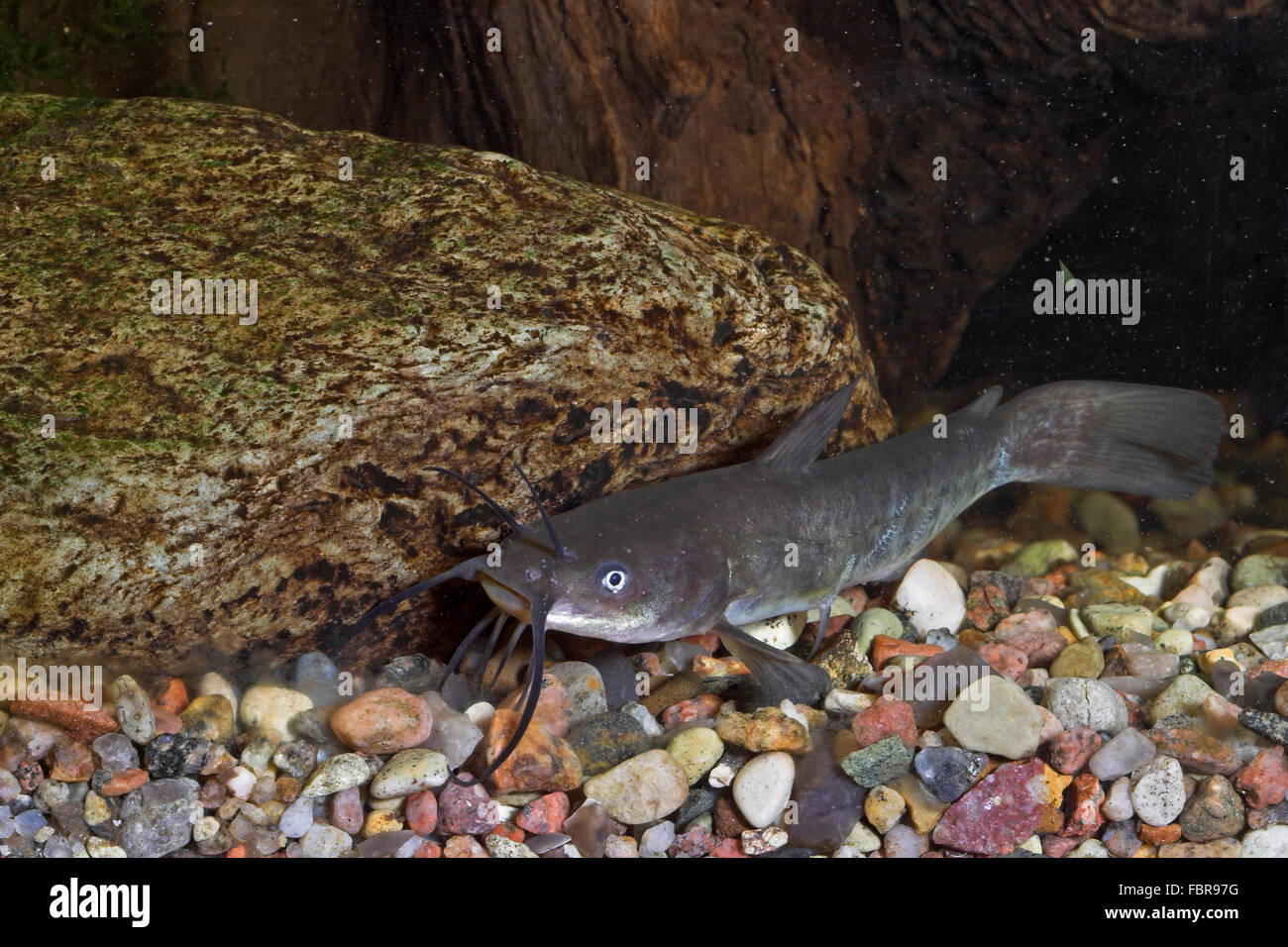 Barbotte brune Banque de photographies et d’images à haute résolution ...