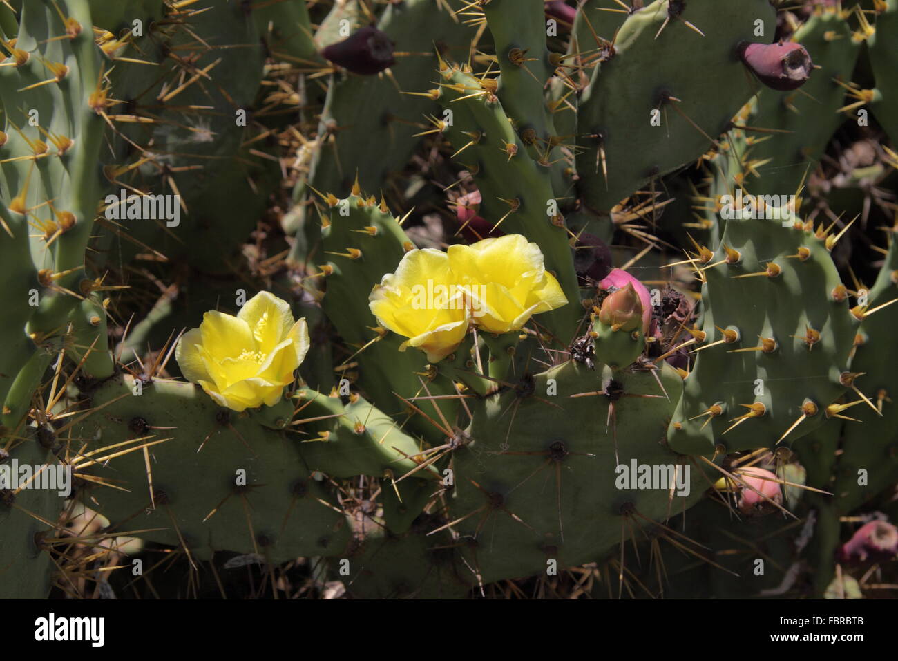 Catégorie : espèces de cactus qui poussent à l'état sauvage sur l'île ...