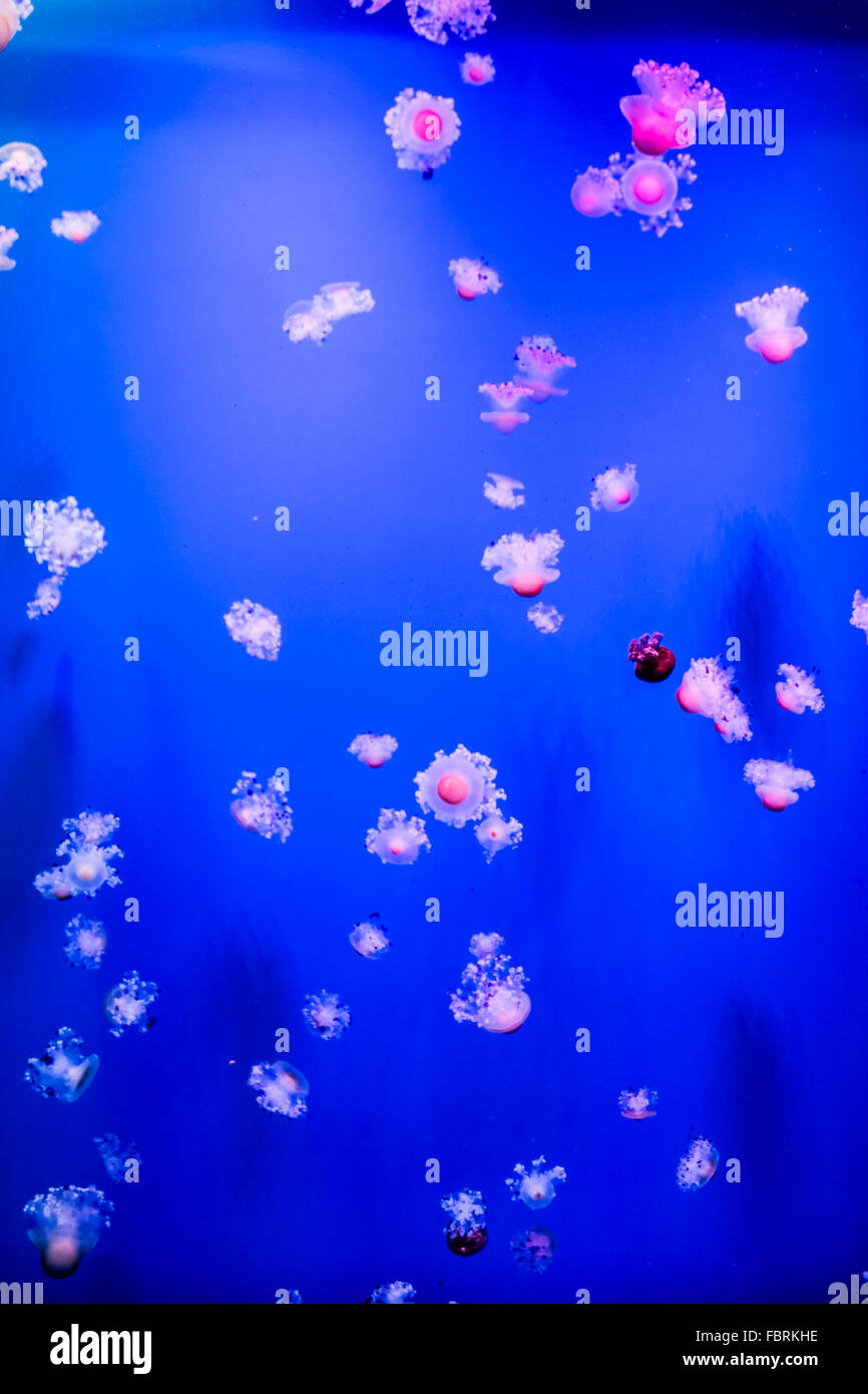 Méduse bleue Banque de photographies et d’images à haute résolution - Alamy