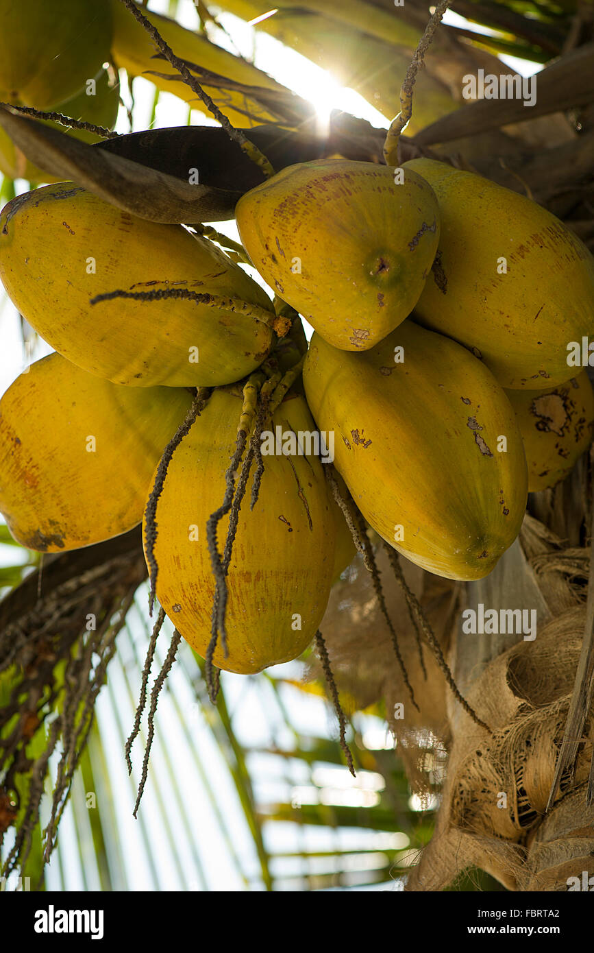 Cocotiers palmiers croissants Banque de photographies et d’images à ...
