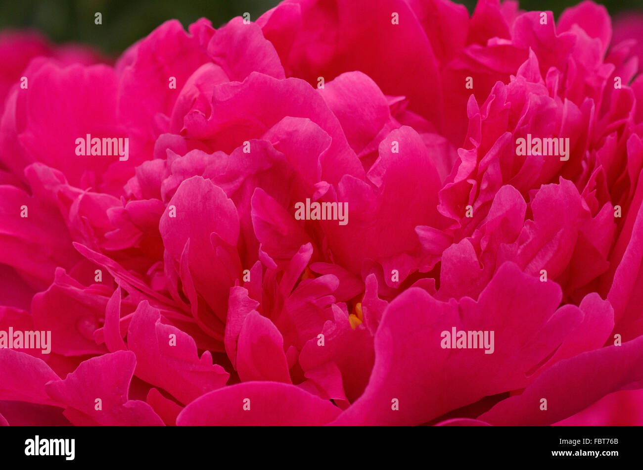 Pivoine rouge Banque de photographies et d’images à haute résolution ...