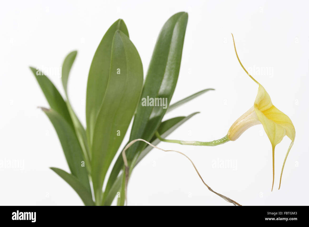 Orchid masdevallia white Banque d'image et photos - Alamy