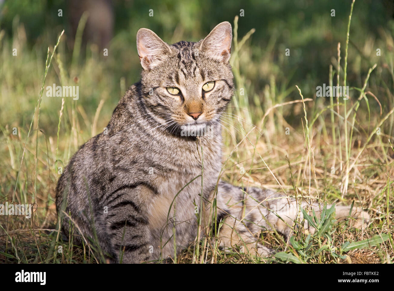 Tigre de la jungle Banque de photographies et d’images à haute ...