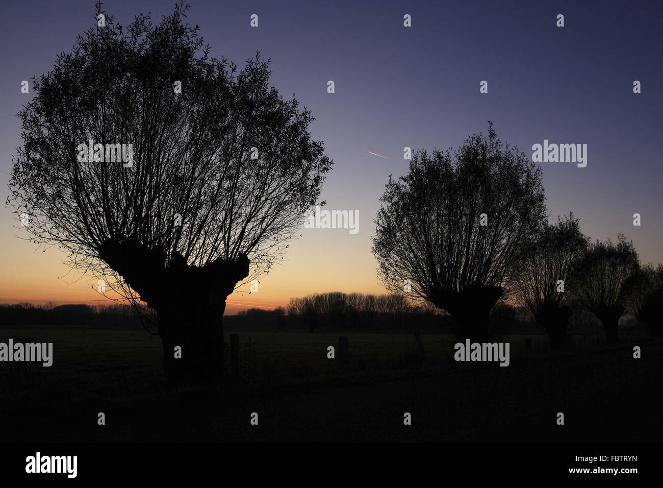 Pollard saules Banque de photographies et d’images à haute résolution ...