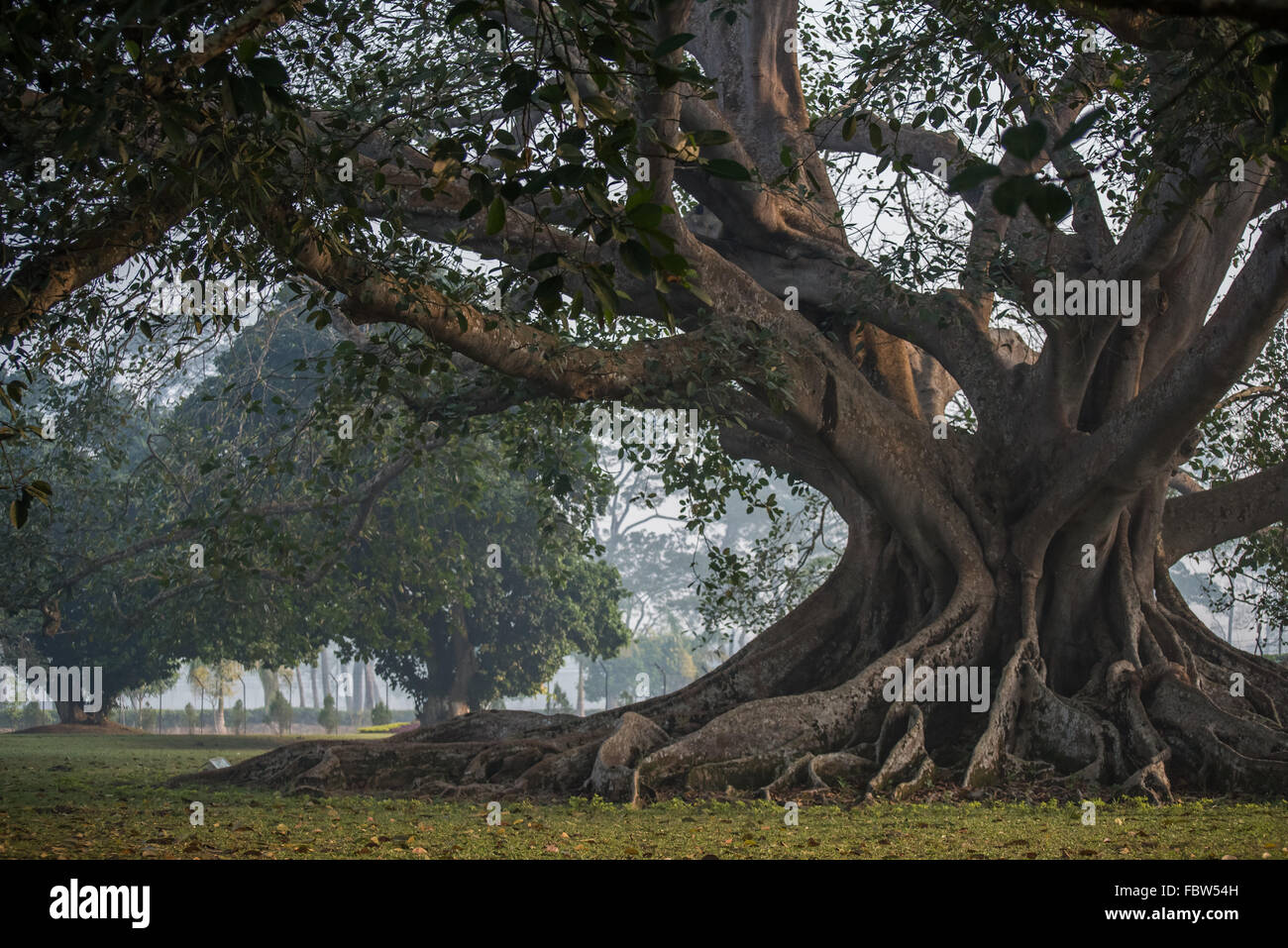 Old banyan tree Banque de photographies et d’images à haute résolution ...