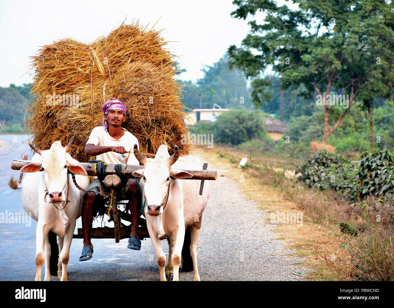 Bœufs et charrette Banque de photographies et d’images à haute résolution - Alamy