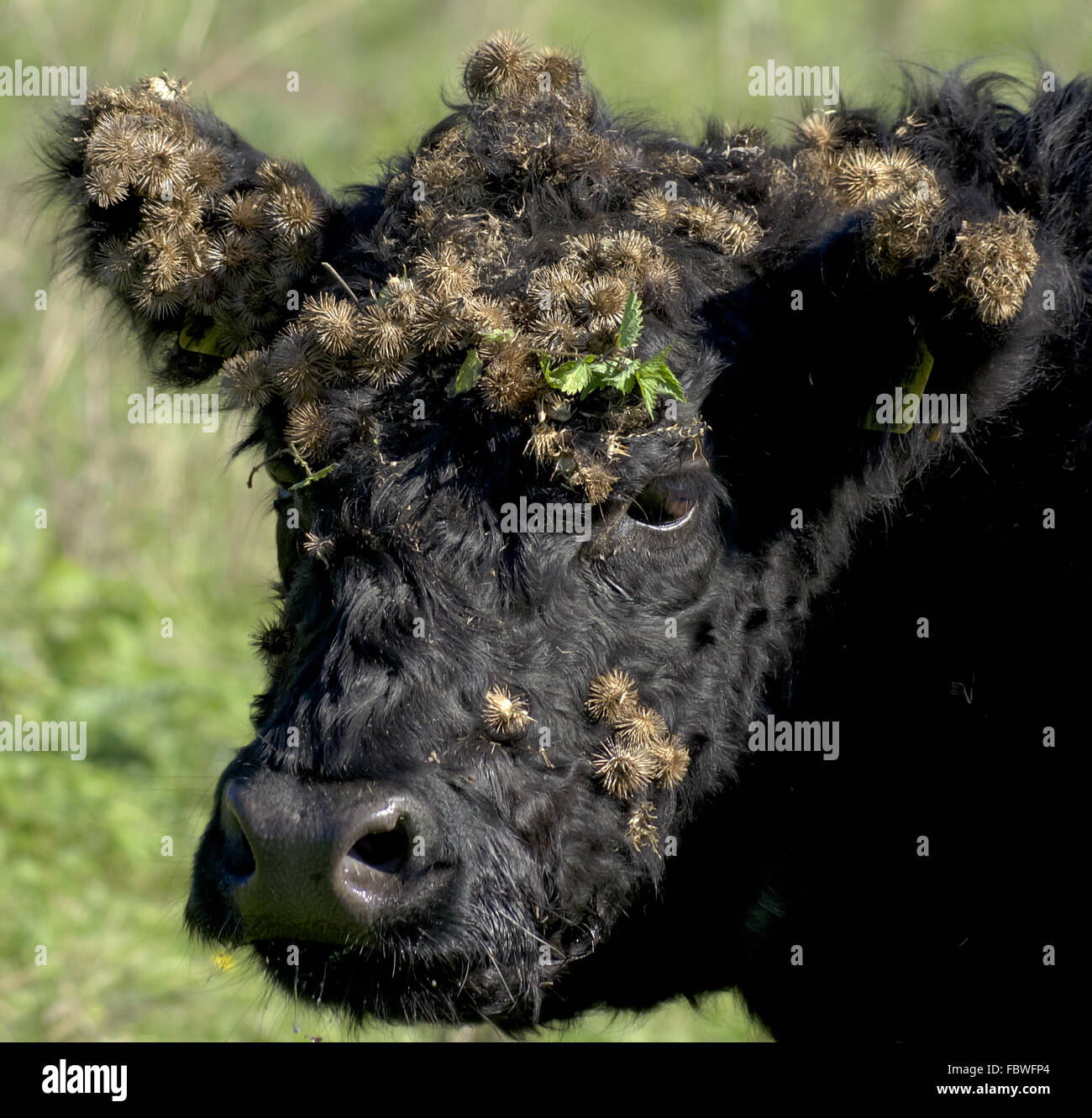 Galloway cow Banque de photographies et d’images à haute résolution - Alamy