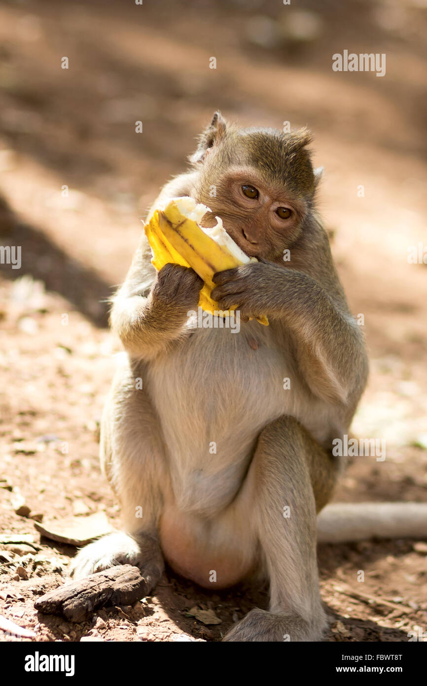 Singe banane Banque de photographies et d’images à haute résolution - Alamy