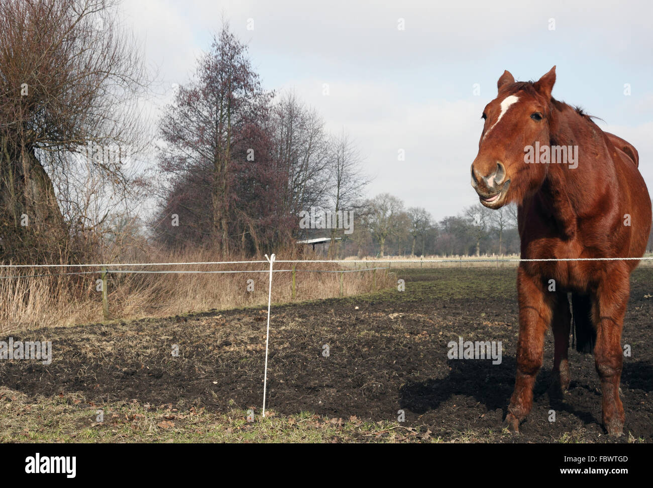 Cheval brun qui rit Banque de photographies et d’images à haute ...