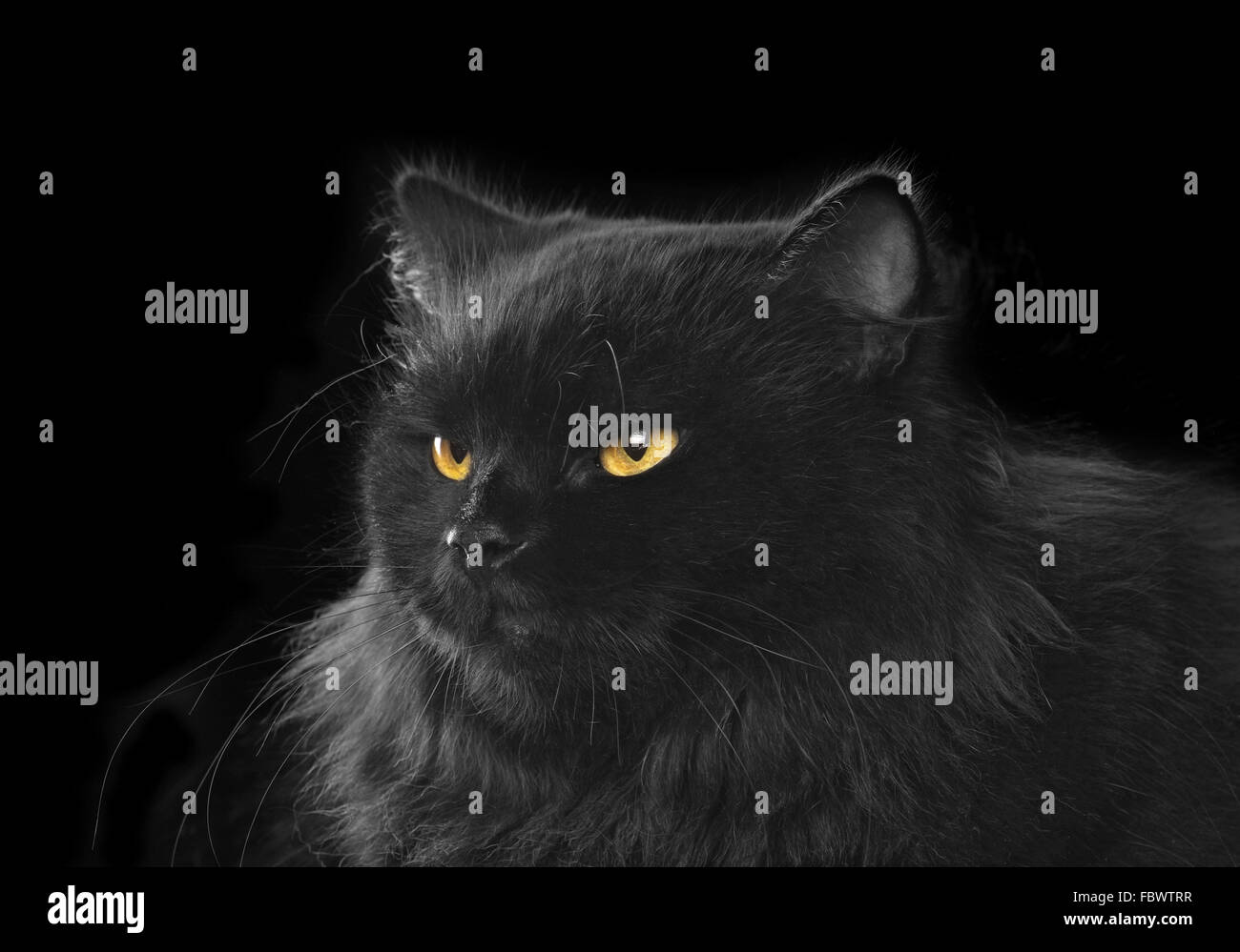 Chat persan sur fond noir Banque de photographies et d’images à haute ...