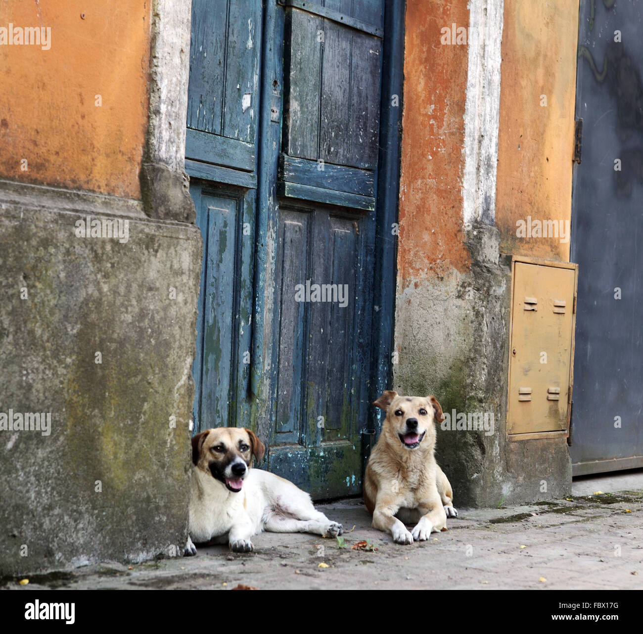 Chiens errants Banque de photographies et d’images à haute résolution ...