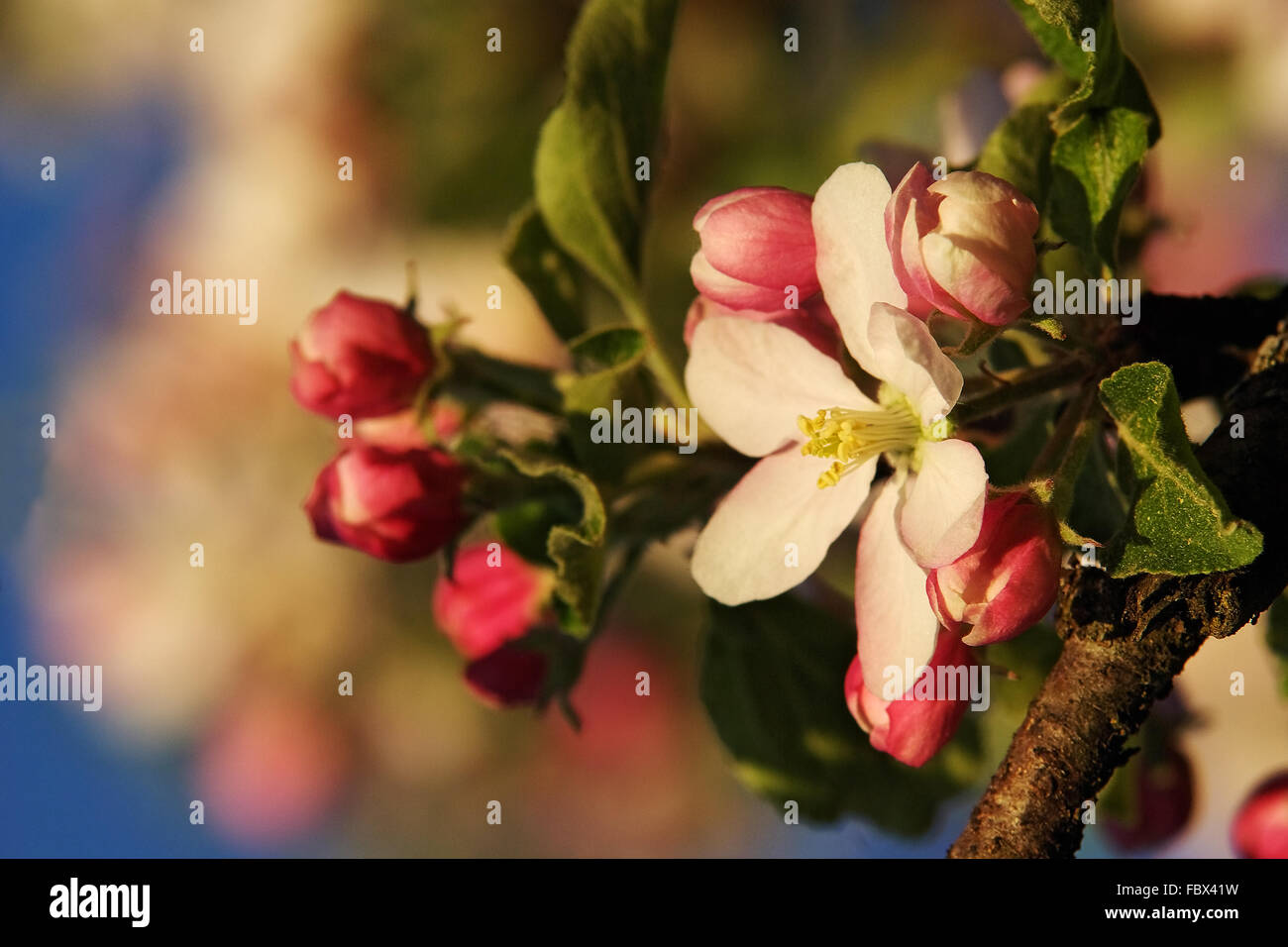 Fleurs de pomme rouge Banque de photographies et d’images à haute ...