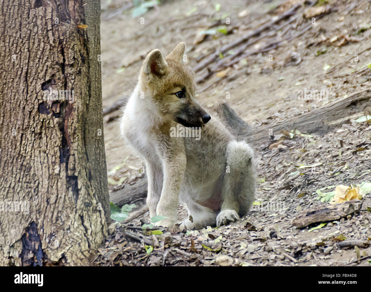 Jeune loup Banque de photographies et d’images à haute résolution - Alamy