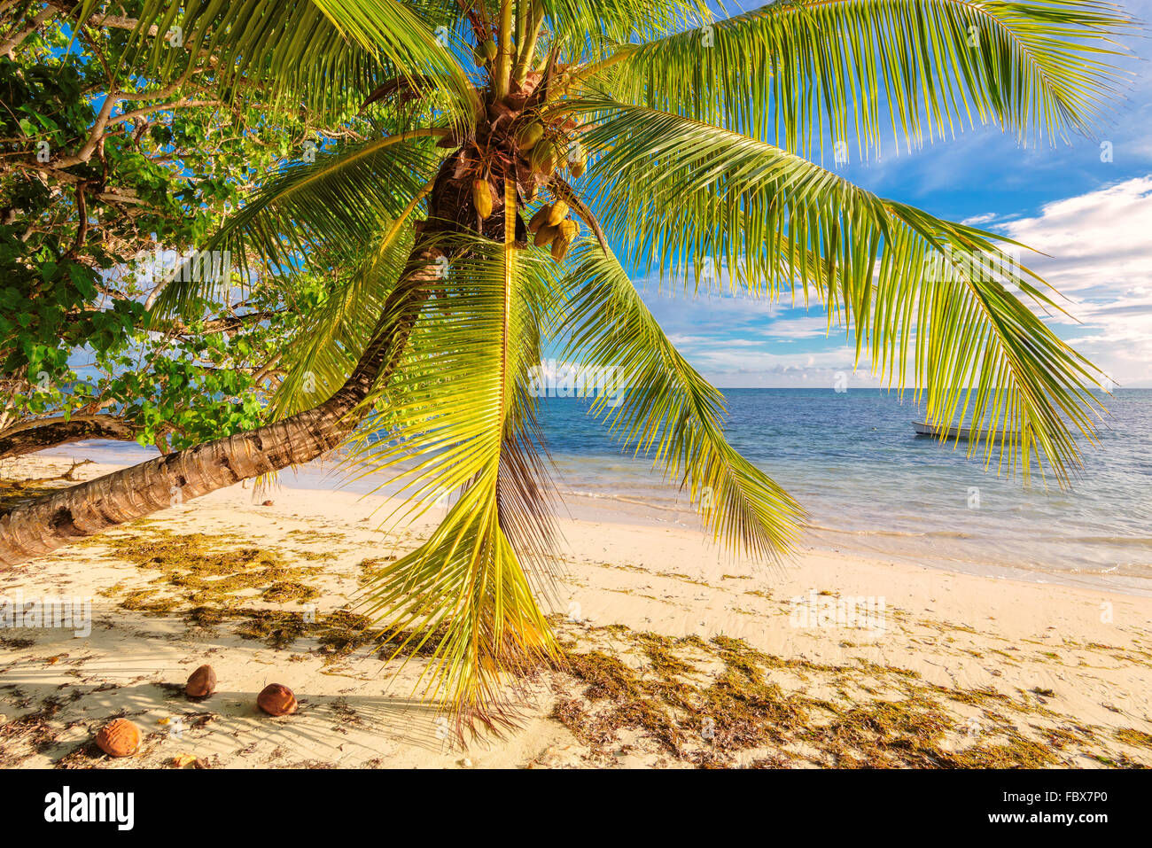 Belle journée ensoleillée à la plage tropicale avec palmier Photo Stock ...