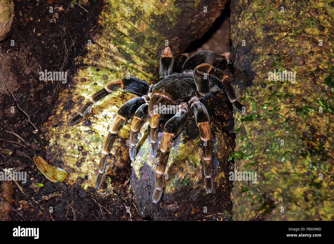 Tarentule mangeuse d'oiseaux Banque de photographies et d’images à ...