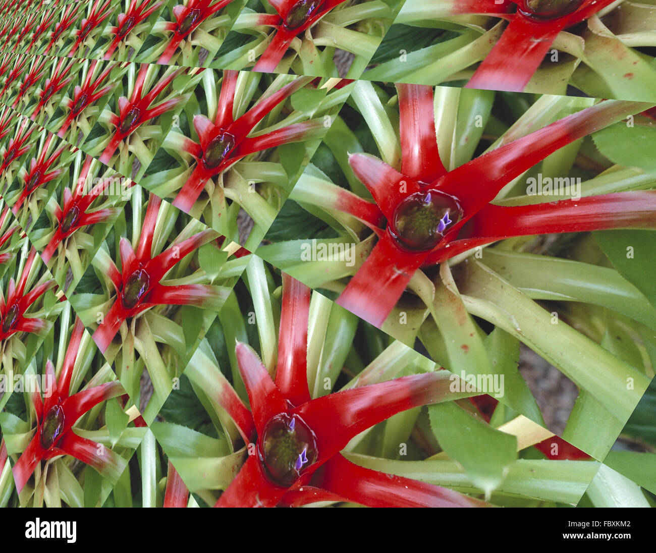 Bromeliaceae guzmania Banque de photographies et d’images à haute ...