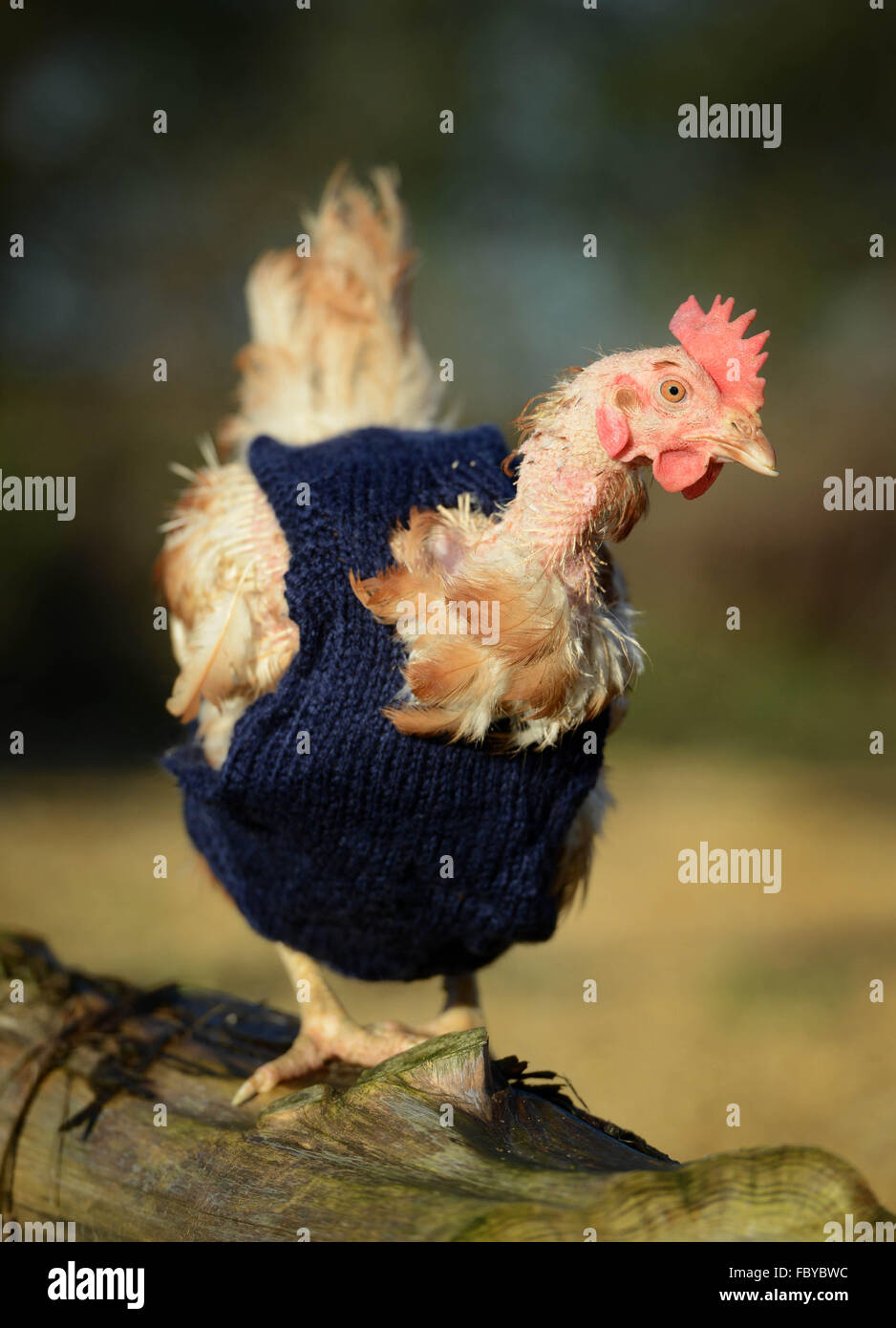 Poule drôle Banque de photographies et d’images à haute résolution - Alamy
