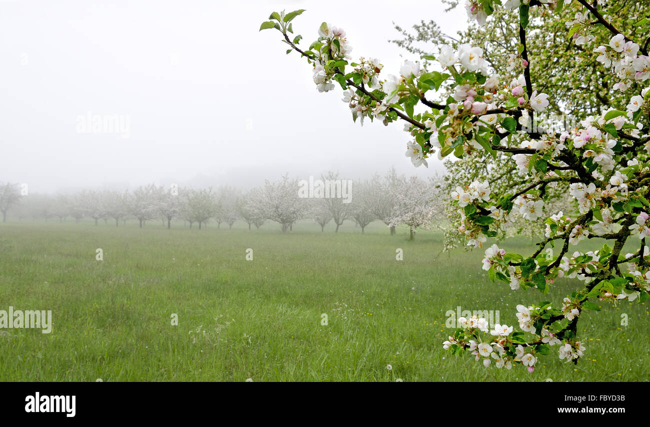 Arbre fruitier de jardin Banque de photographies et d’images à haute ...