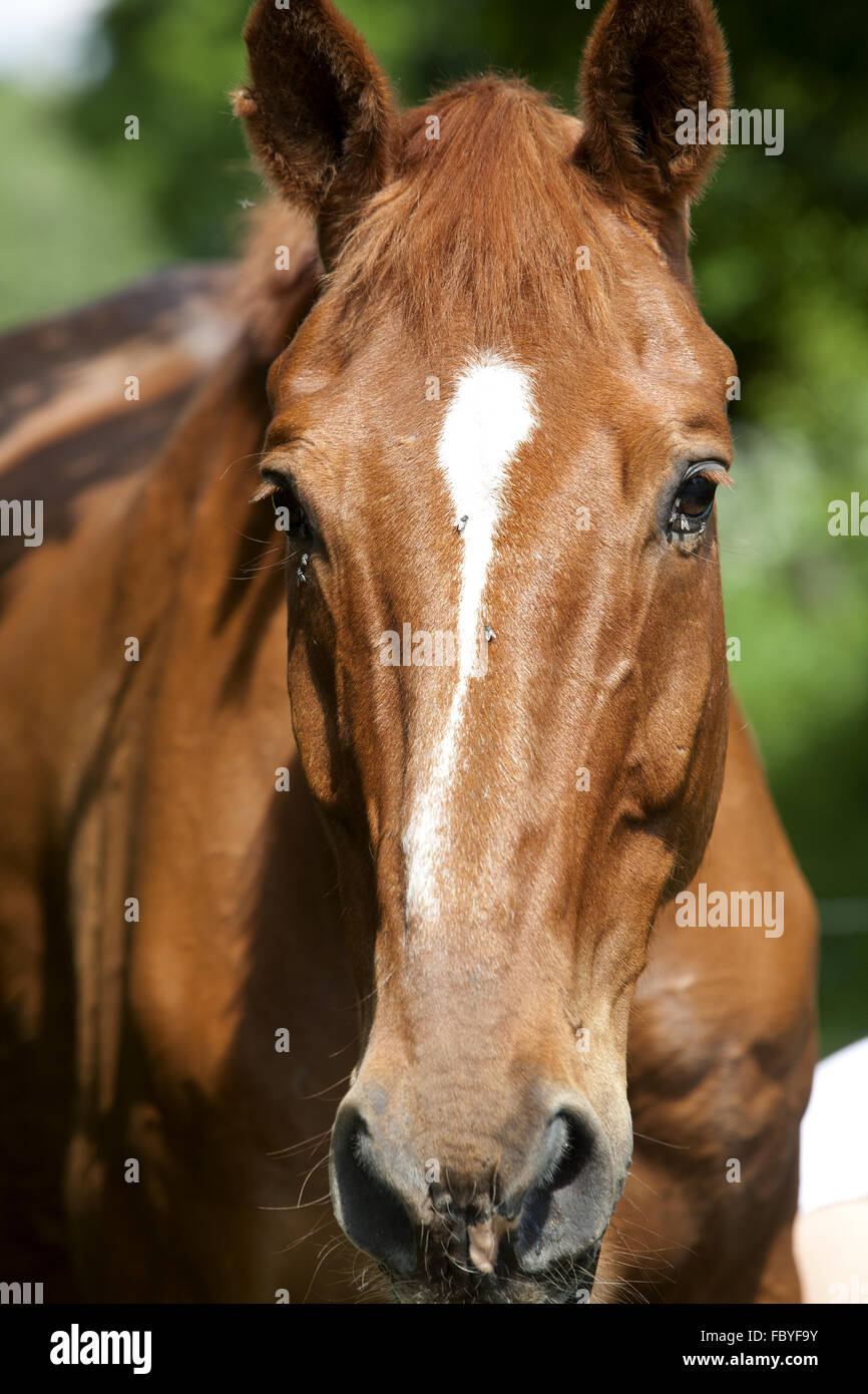 Face de cheval Banque de photographies et d’images à haute résolution ...