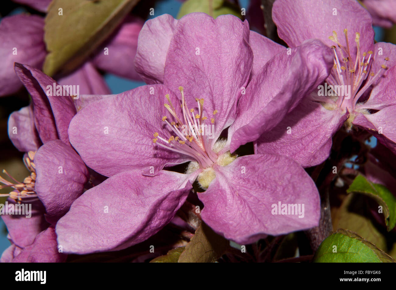 Fleurs de pommetier Banque de photographies et d’images à haute ...