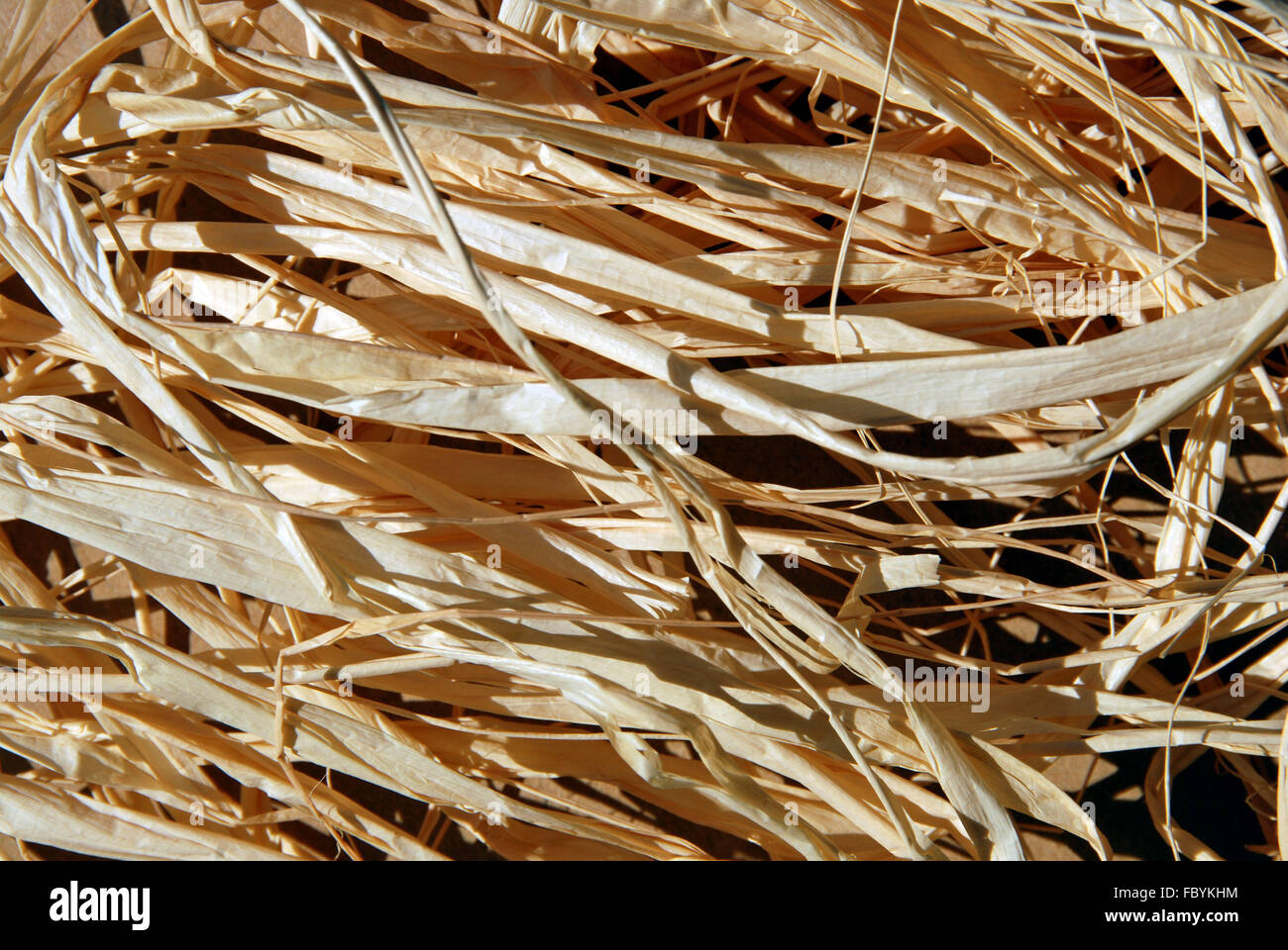 Palmier raphia Banque de photographies et d’images à haute résolution ...