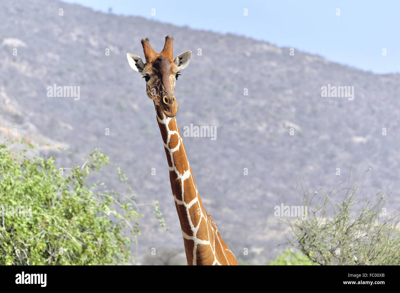 Girafe long cou Banque de photographies et d’images à haute résolution ...