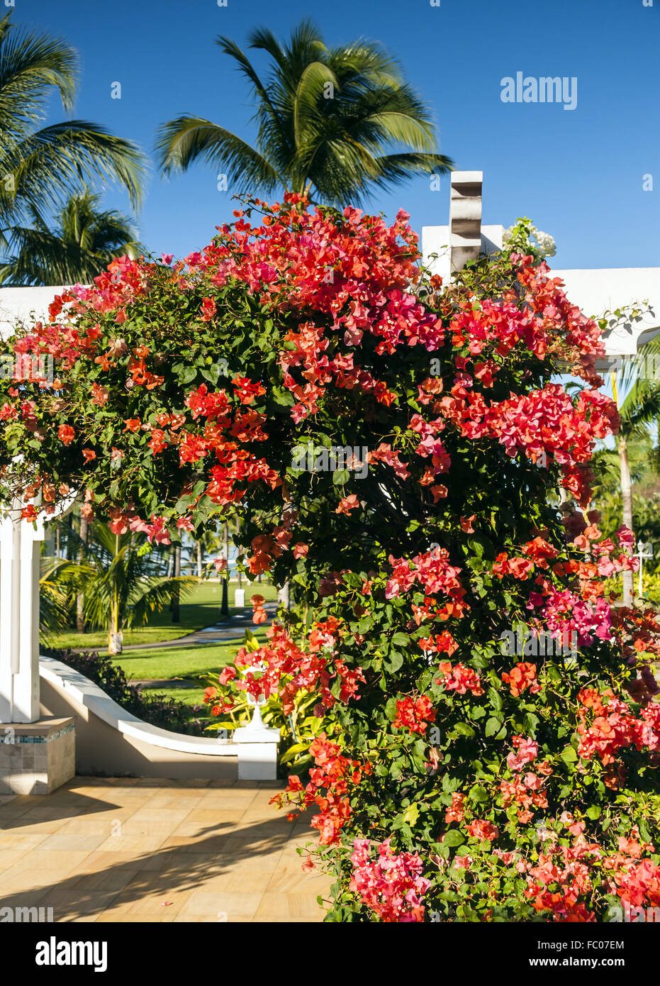 Fleurs tropicales ile maurice Banque de photographies et d’images à ...