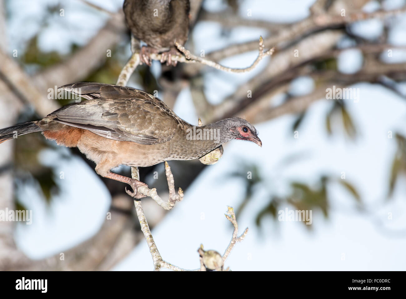 Chaco chachalaca ortalis canicollis Banque de photographies et d’images ...