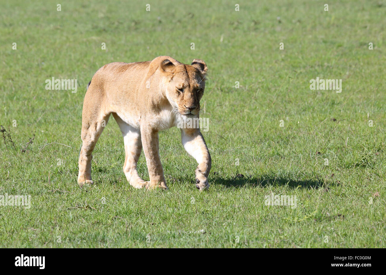 Le lion qui marche Banque de photographies et d’images à haute ...