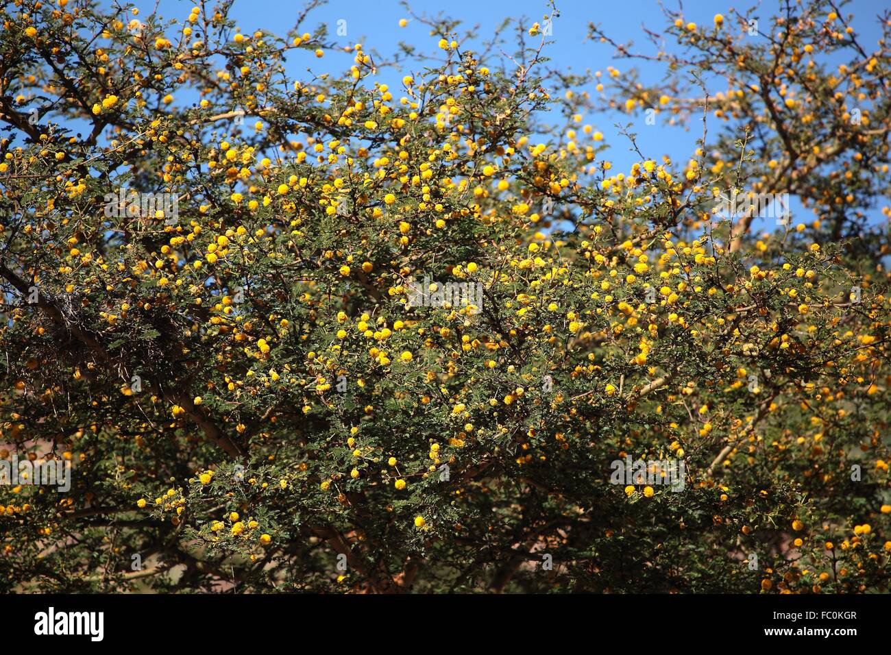 Vachellia seyal Banque de photographies et d’images à haute résolution ...