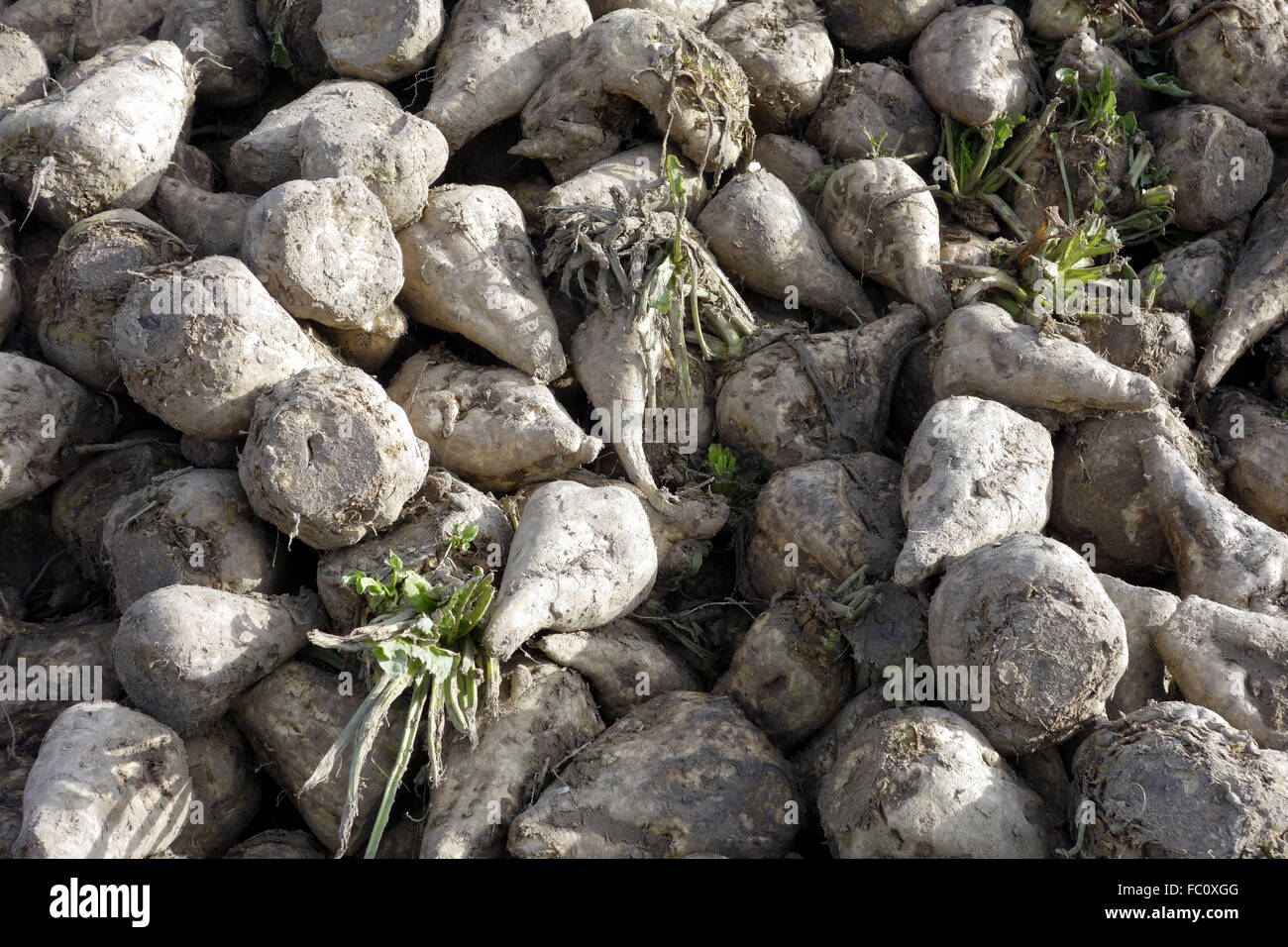 Betterave sucre Banque de photographies et d’images à haute résolution ...
