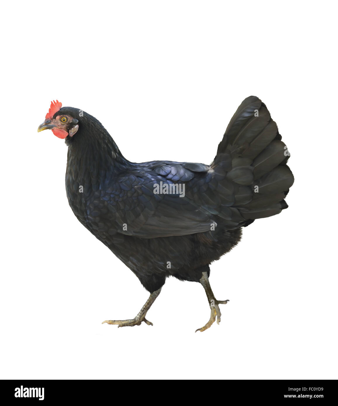 Poulet noir Banque de photographies et d’images à haute résolution - Alamy