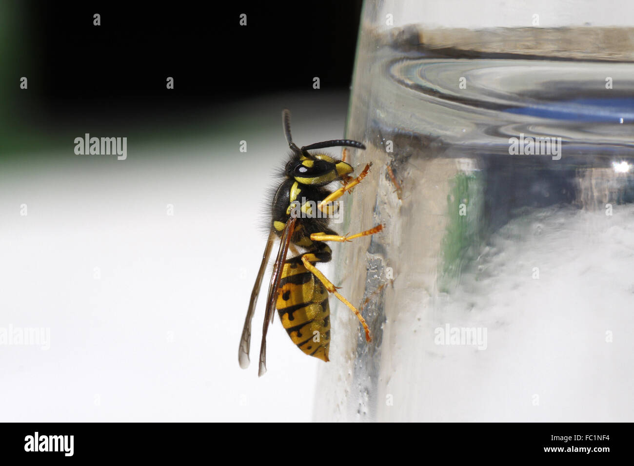 Un insecte sur le verre Banque de photographies et d’images à haute ...