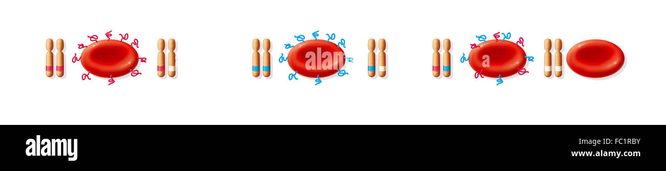 Groupes sanguins humains Banque de photographies et d’images à haute ...