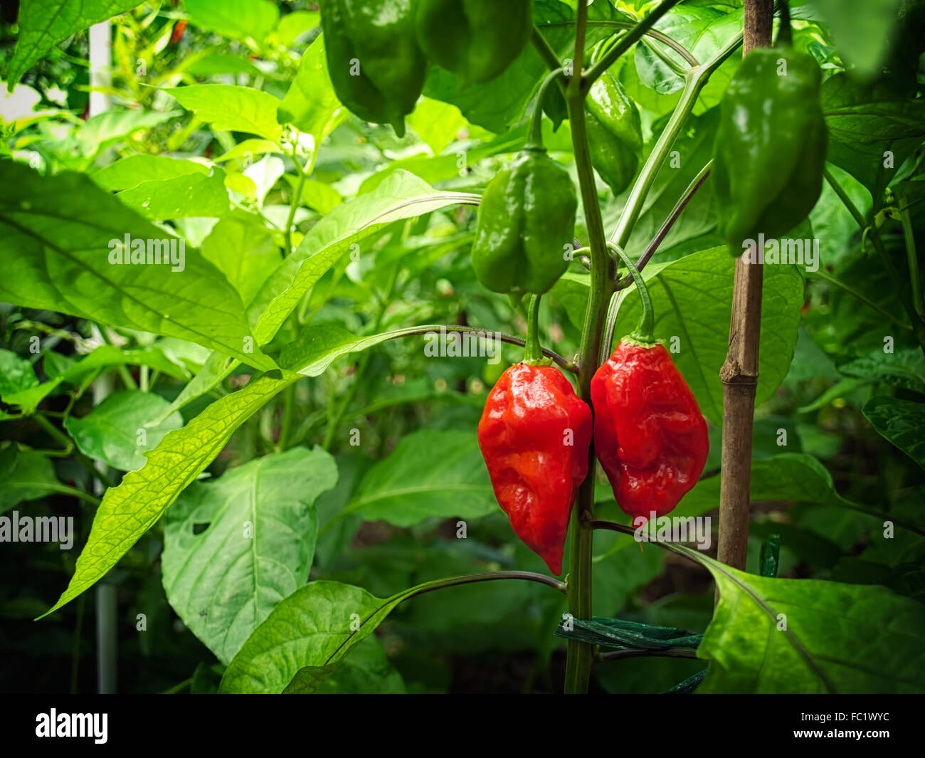 Bhut jolokia Banque de photographies et d’images à haute résolution - Alamy