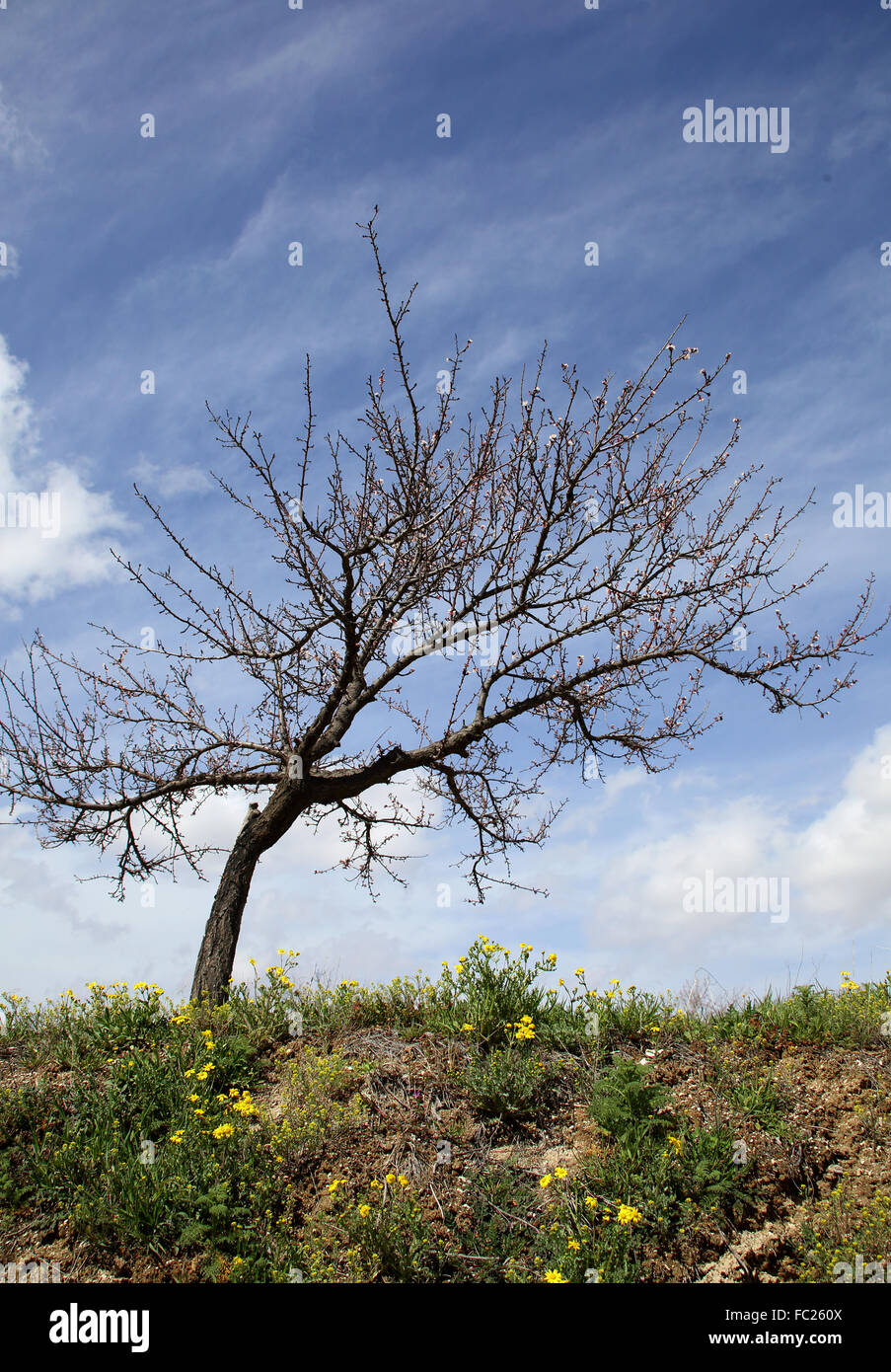 Bel arbre Banque de photographies et d’images à haute résolution - Alamy