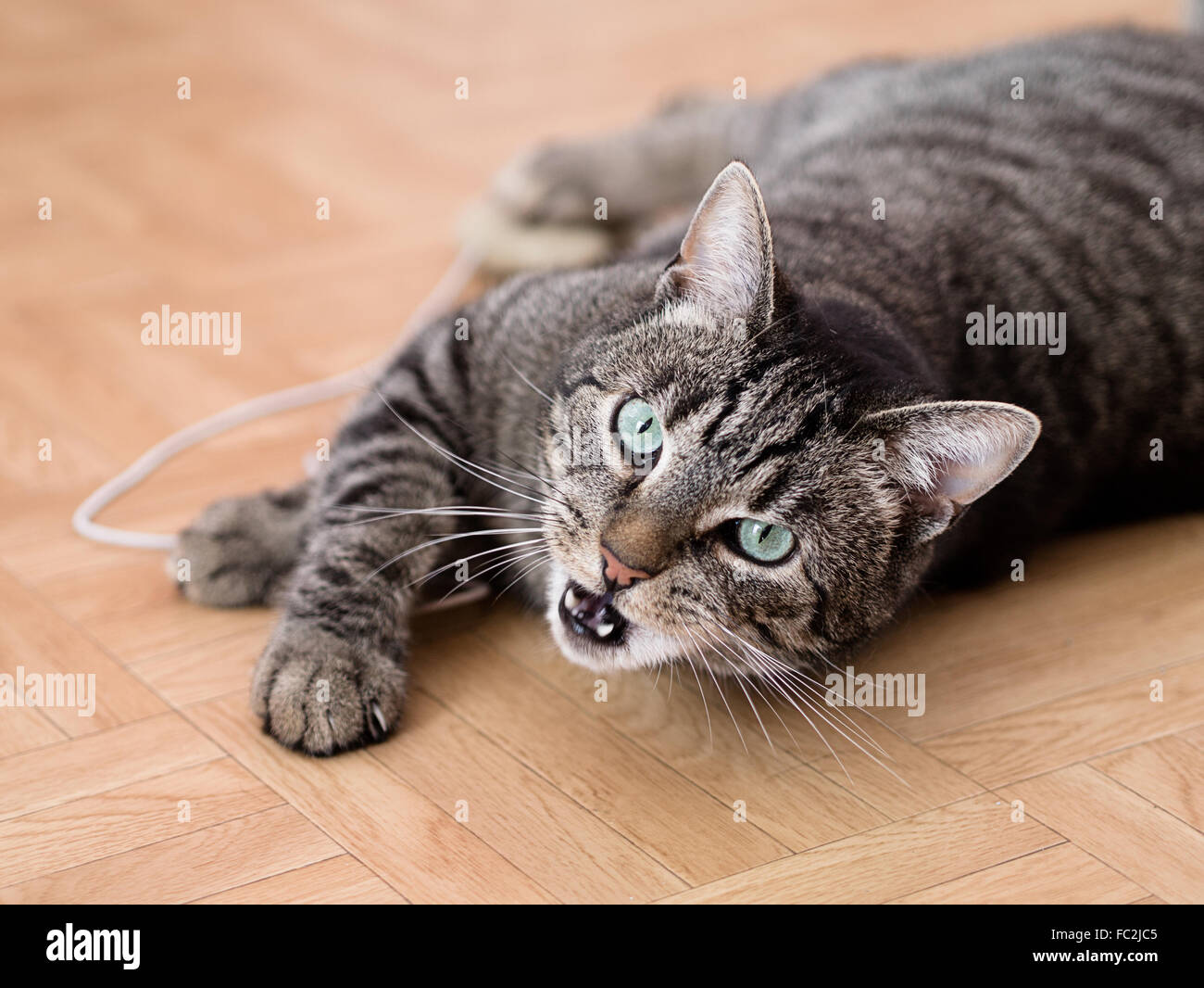 Chat jouant avec des jouets Banque de photographies et d’images à haute ...